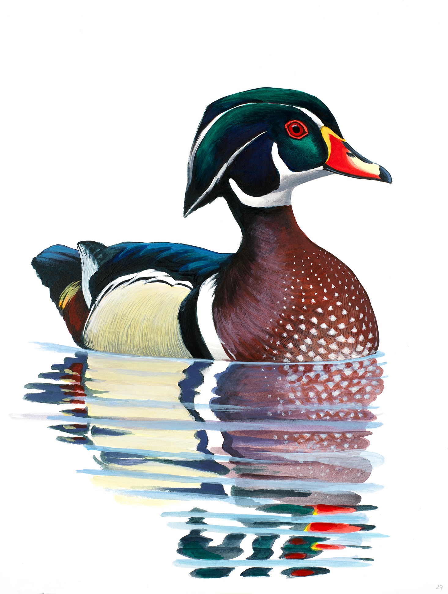 Sibley Guides – Page 4 – Identification of North American birds and trees