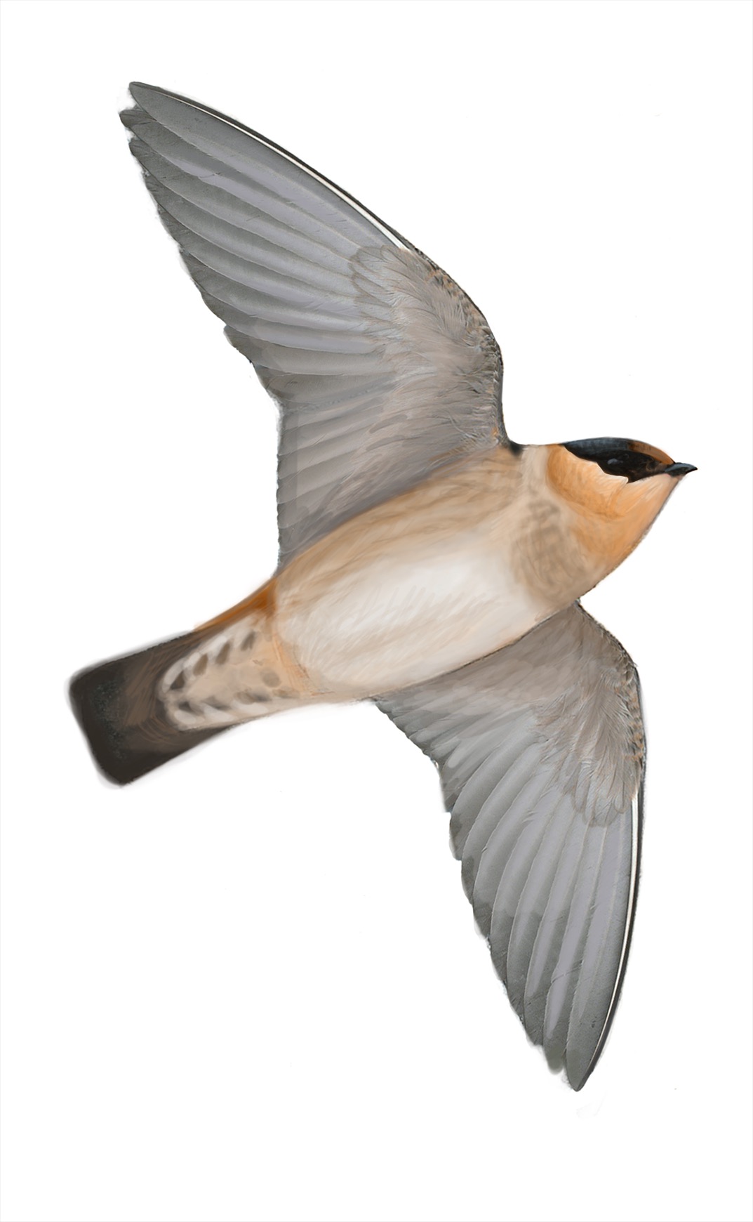 Sibley Guides – Identification of North American birds and trees