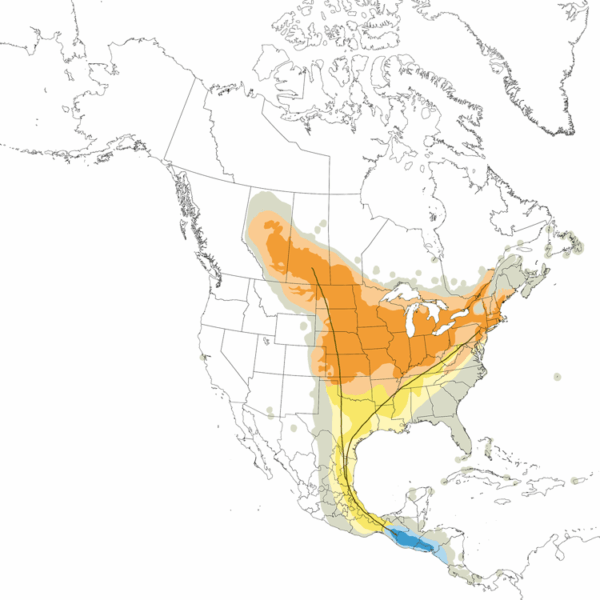 Identification of Eastern and Western Warbling Vireos – Sibley Guides