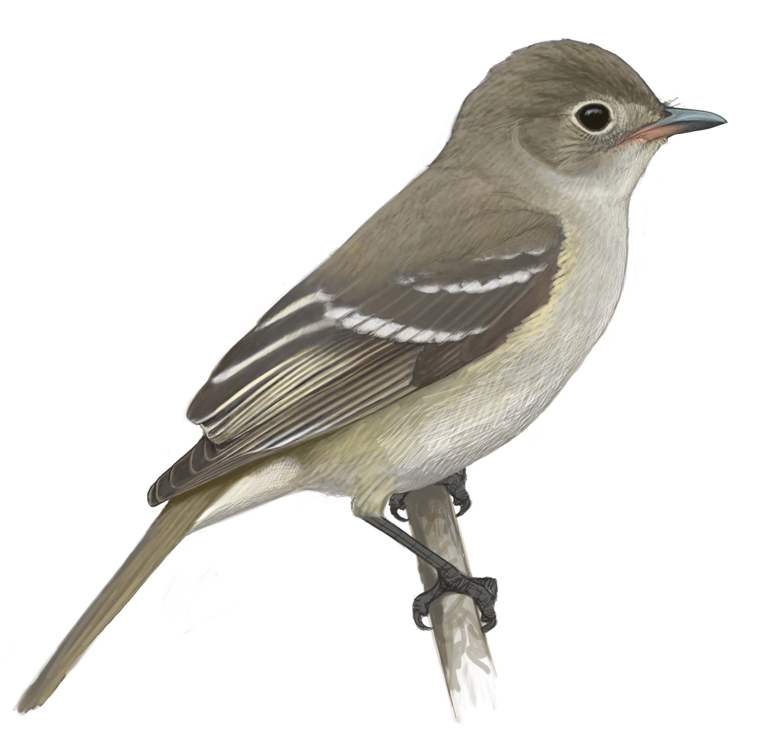 Sibley Guides – Identification of North American birds and trees