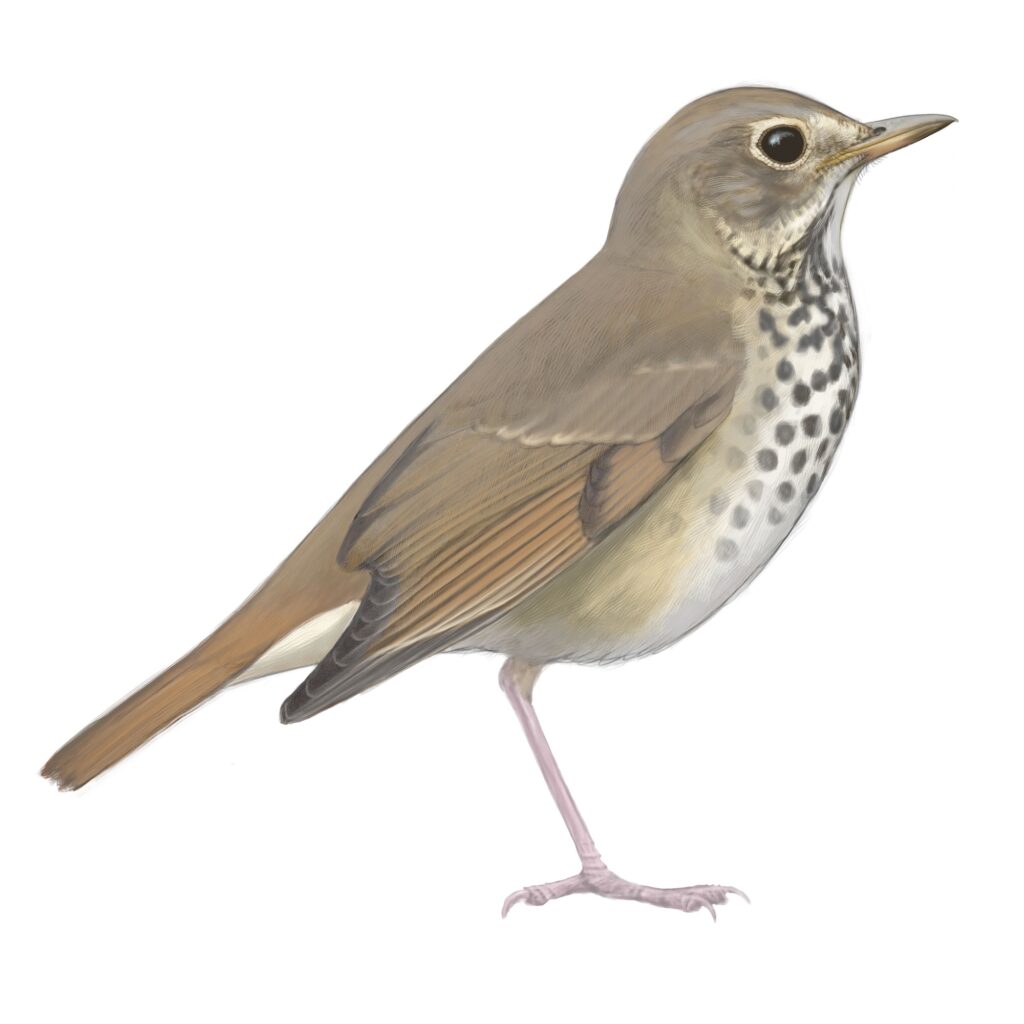 Distinguishing Hermit Thrush and Gray-cheeked Thrush – Sibley Guides
