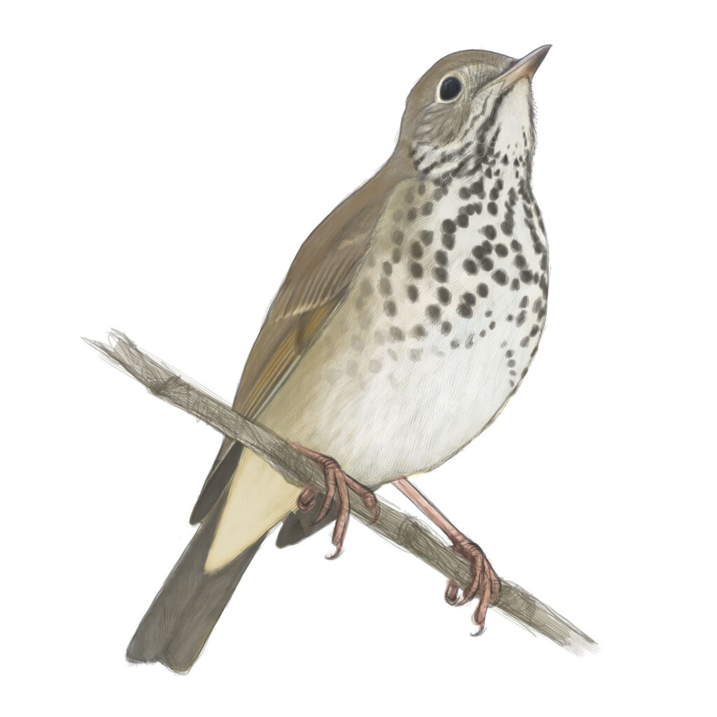 Distinguishing Hermit Thrush and Gray-cheeked Thrush – Sibley Guides