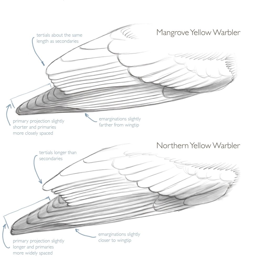 The two species of Yellow Warbler differ in structure – Sibley Guides
