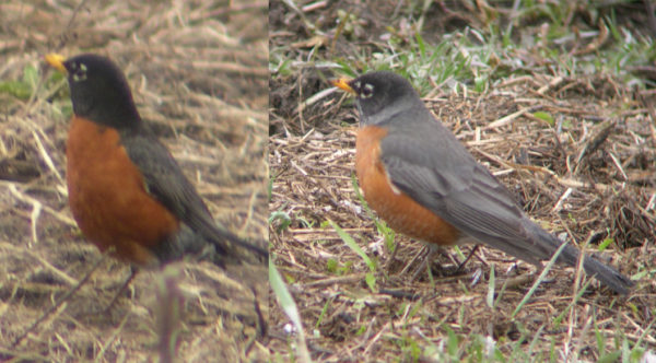American Robin – Sibley Guides