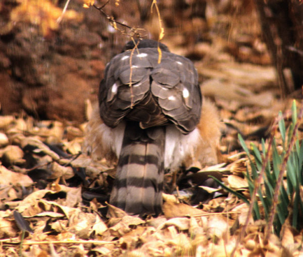 More false faces in birds – Sibley Guides