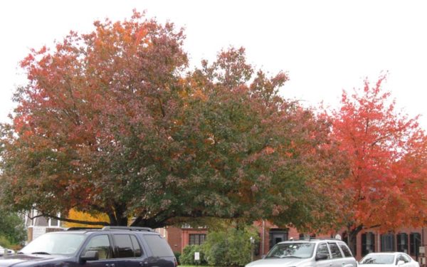 Variation in fall color: Red Maple – Sibley Guides