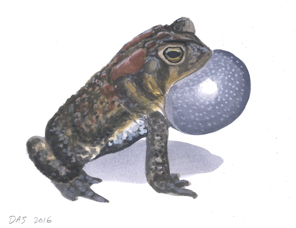 American Toad original art – Sibley Guides