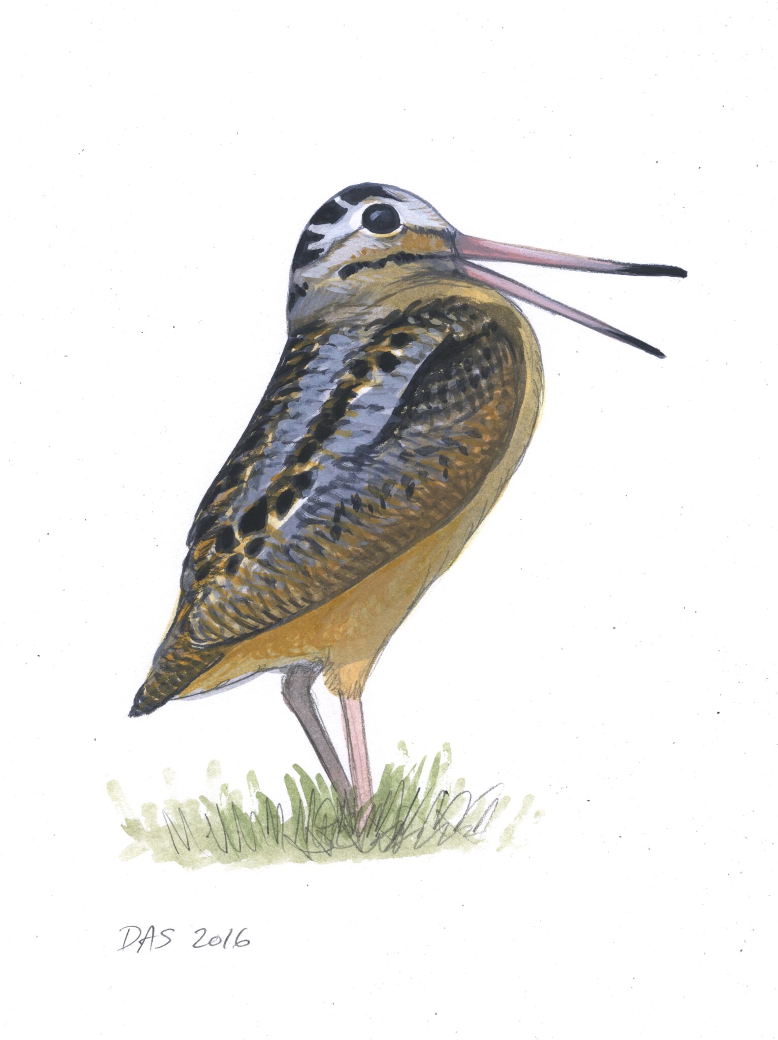 American Woodcock original art – Sibley Guides
