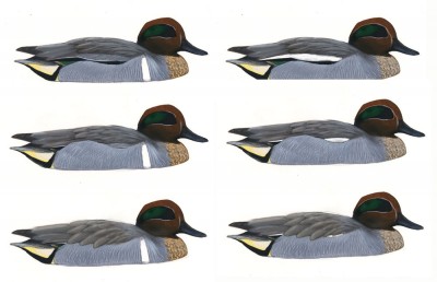 Distinguishing Green-winged and Common Teal – Sibley Guides