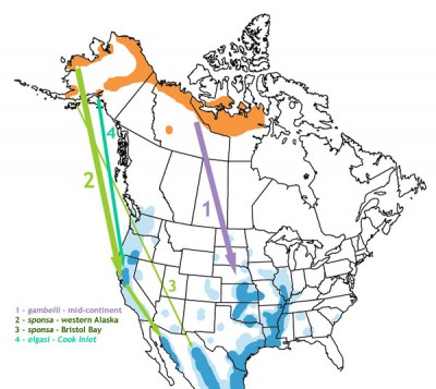 Greater White-fronted Goose – Sibley Guides