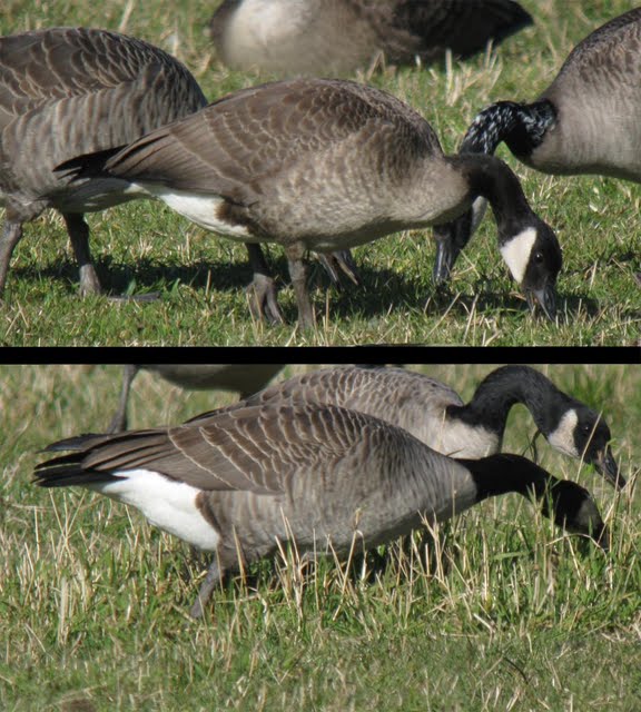 Ageing Canada Geese – Sibley Guides