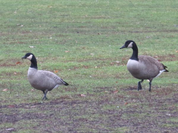 Cackling-ish Geese – Sibley Guides