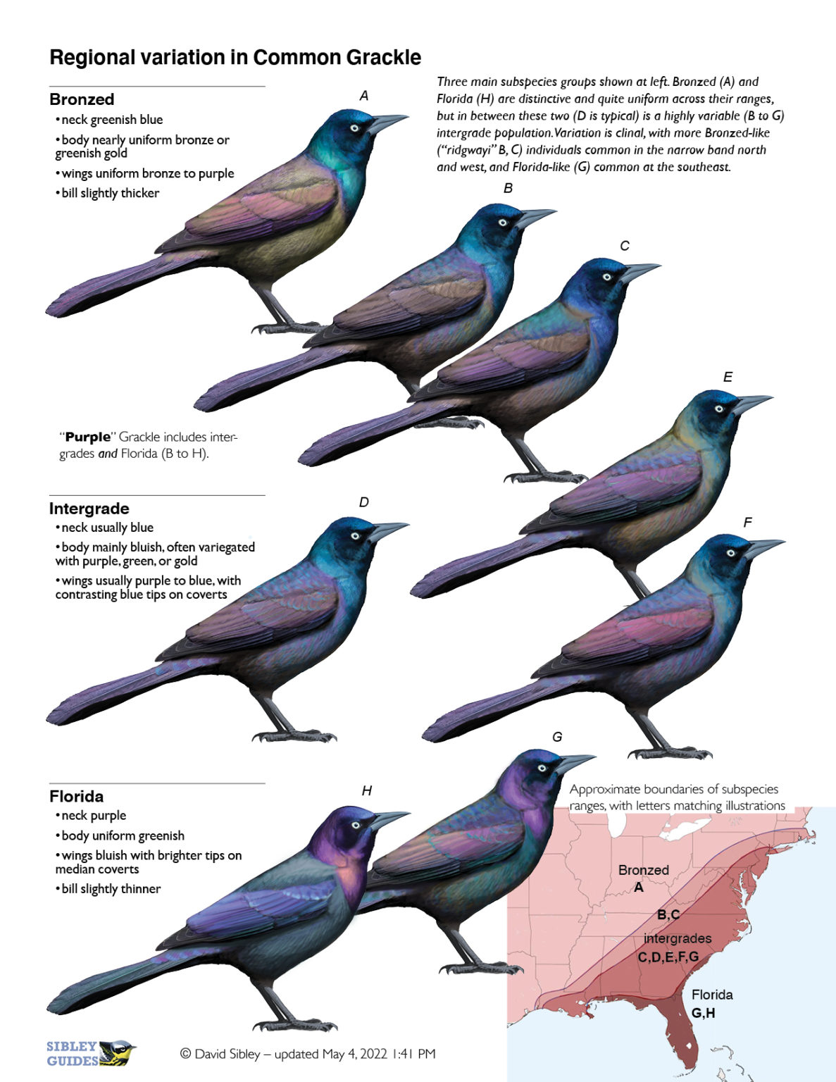 Subspecies of Common Grackle: Bronzed, Florida, and “Purple” – Sibley ...