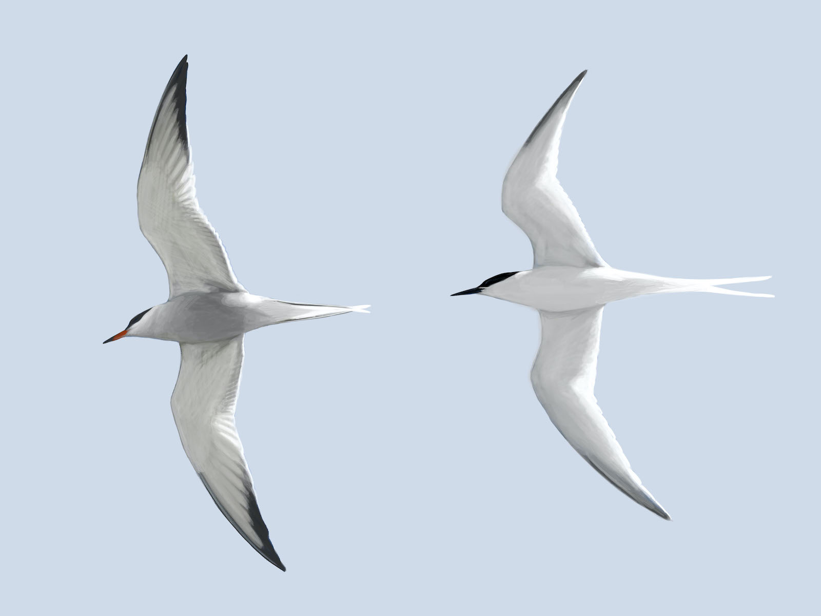 Sibley Guides – Identification of North American birds and trees