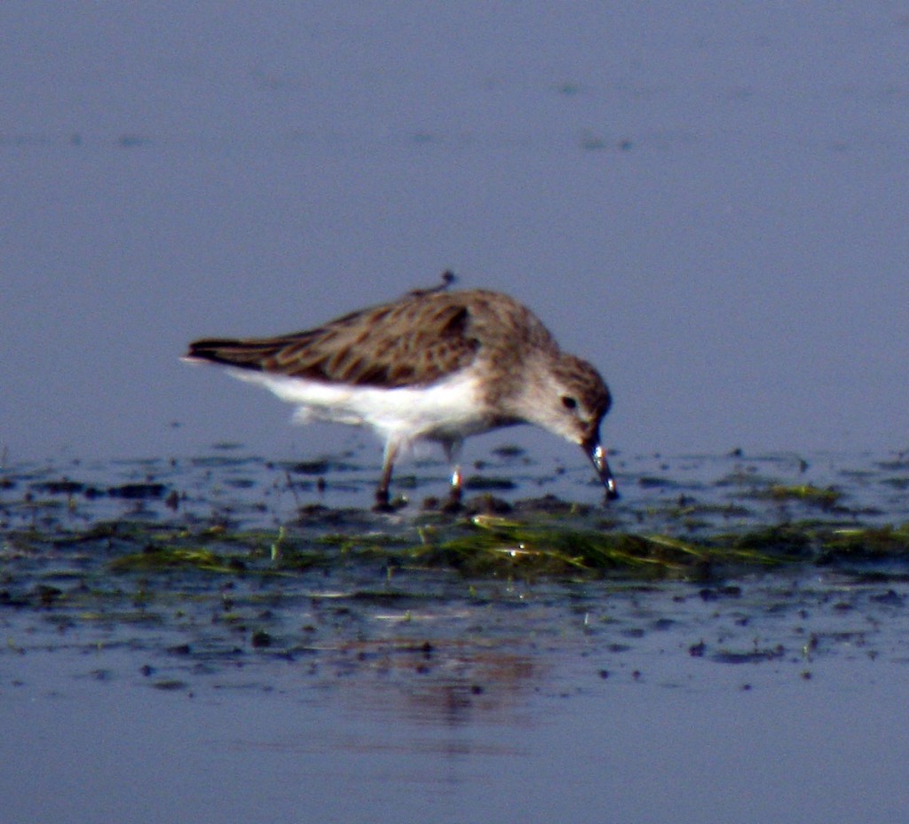 Calidris_x_sp2_20100213_Thailand_028web – Sibley Guides