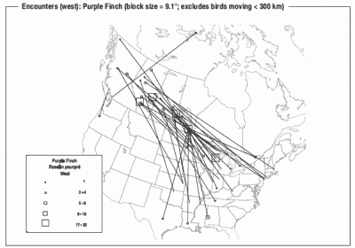 Distinguishing the subspecies of Purple Finch – Sibley Guides