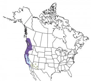 Distinguishing the subspecies of Purple Finch – Sibley Guides