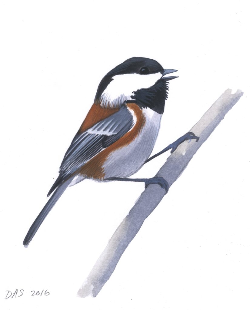 Chestnut-backed Chickadee original art – Sibley Guides
