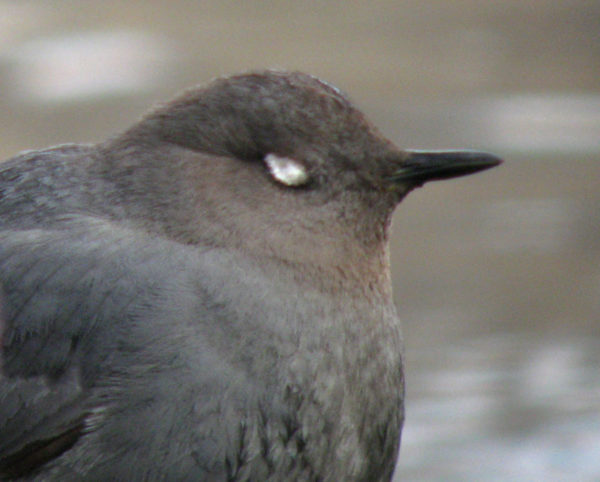 The white eyelid of American Dipper – Sibley Guides