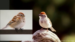 Sparrows and central spots – Sibley Guides
