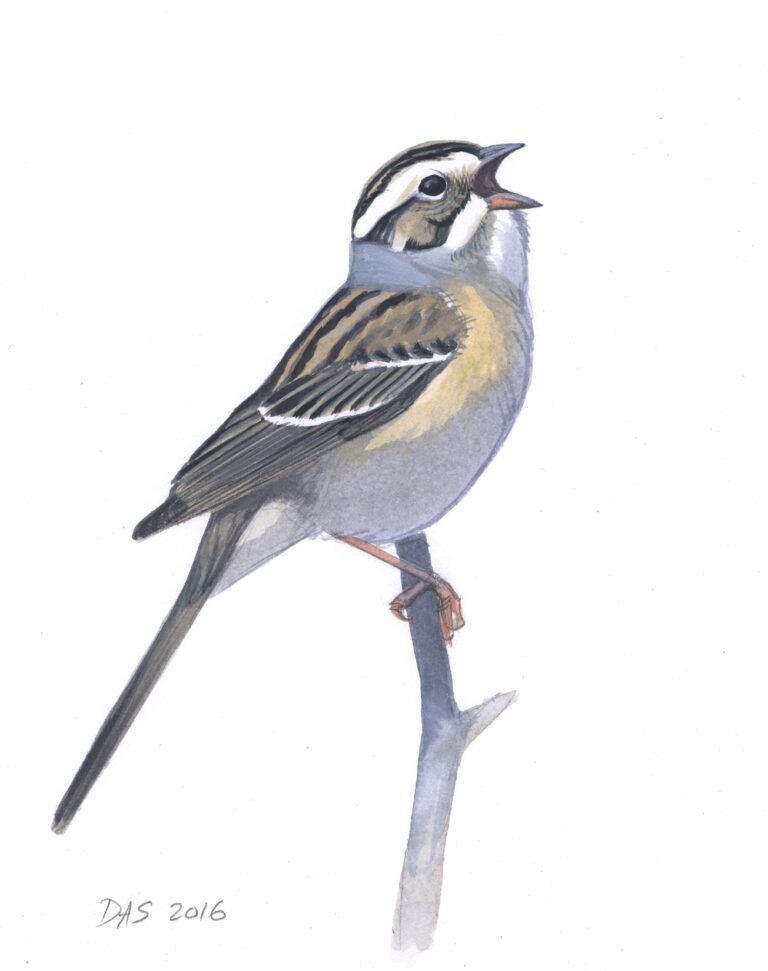 Clay-colored Sparrow – Sibley Guides