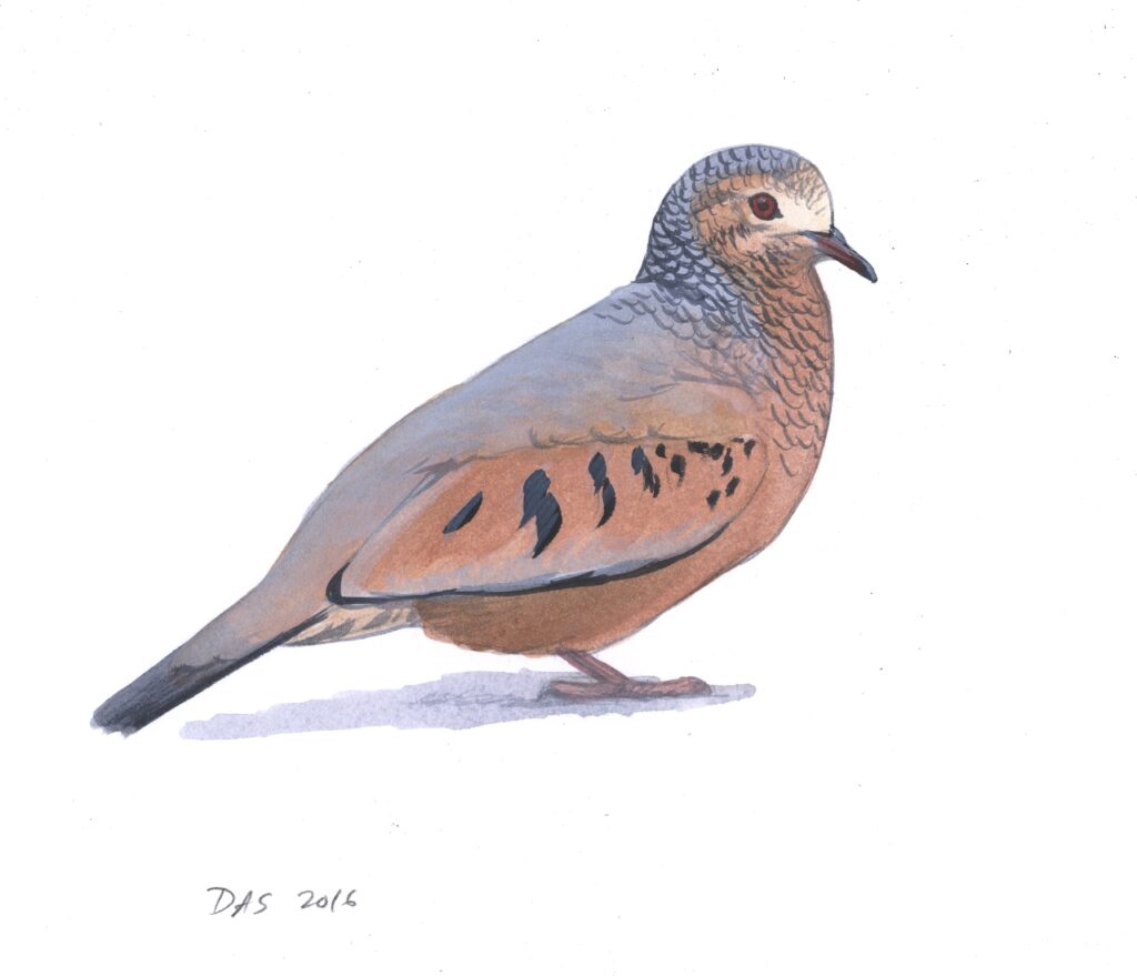 Common Ground Dove original art – Sibley Guides
