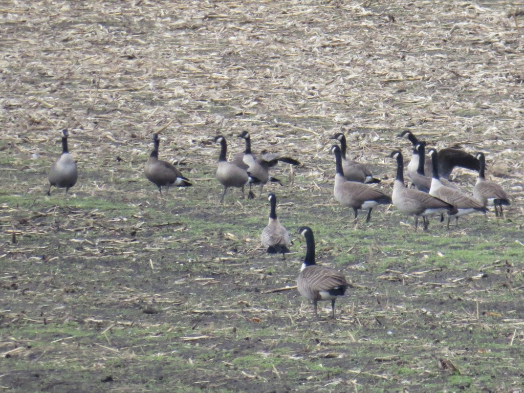Cackling-ish Geese – Sibley Guides