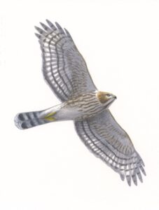 Cooper’s Hawk original art – Sibley Guides