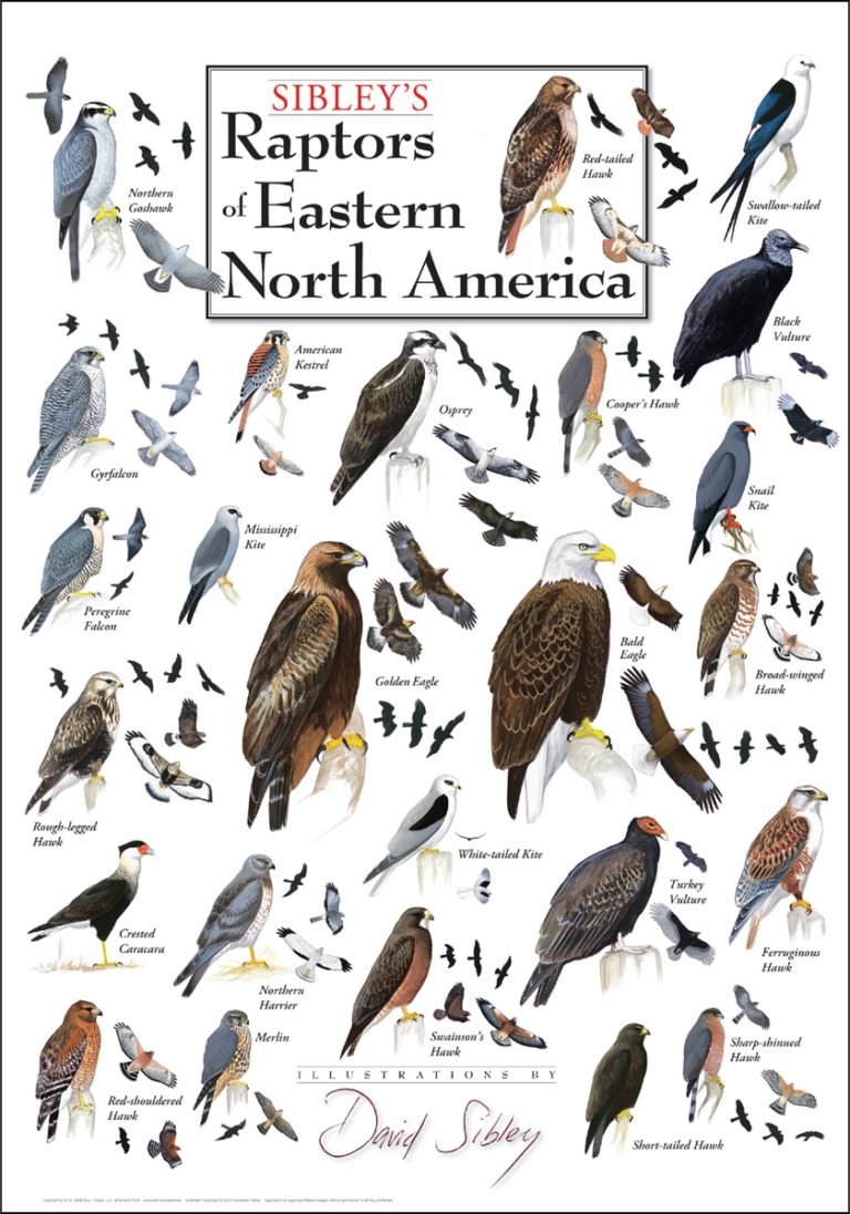 Sibley’s Common Trees of Eastern North America Poster – Sibley Guides