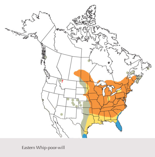 New draft range maps for Whip-poor-will – Sibley Guides