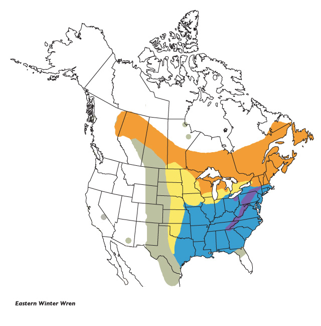 Eastern_Winter_Wren – Sibley Guides