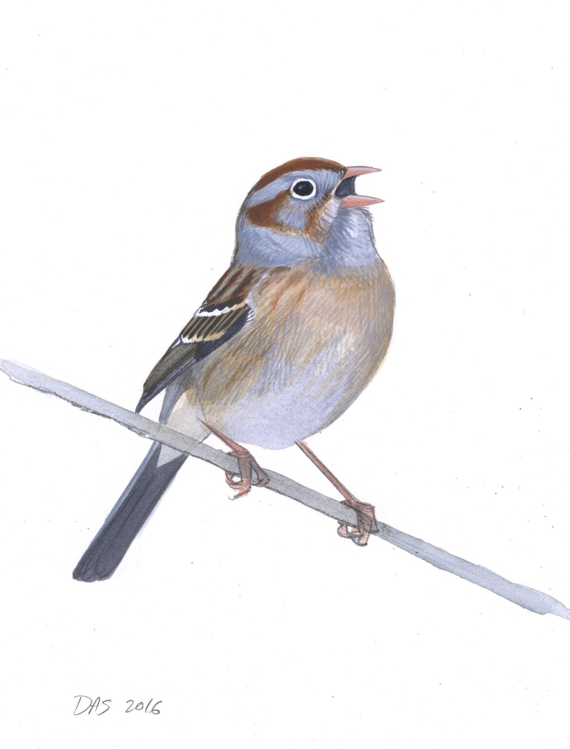 Field Sparrow – Sibley Guides