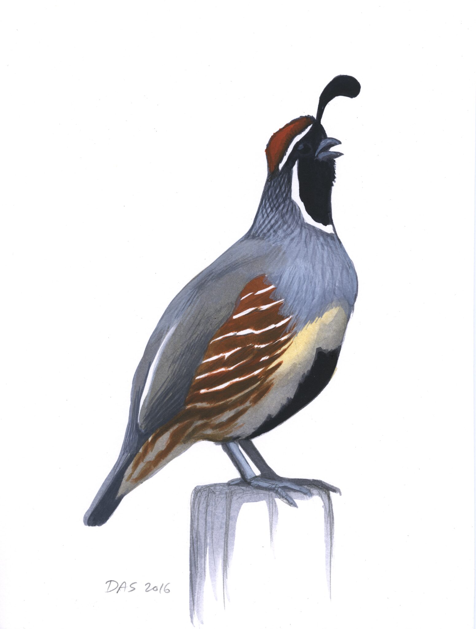 Gambel’s Quail – Sibley Guides