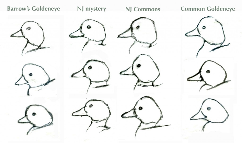 Identification of (hybrid?) female Goldeneyes – Sibley Guides