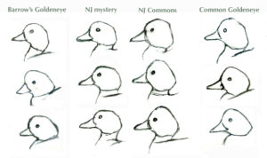 Identification of (hybrid?) female Goldeneyes – Sibley Guides