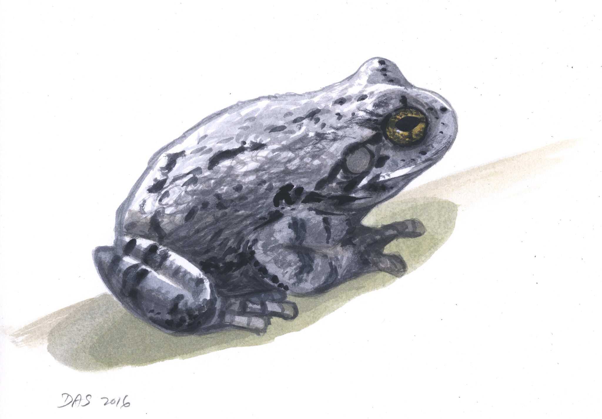 Gray Treefrog original art – Sibley Guides