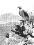 Gray Hawk print – Sibley Guides
