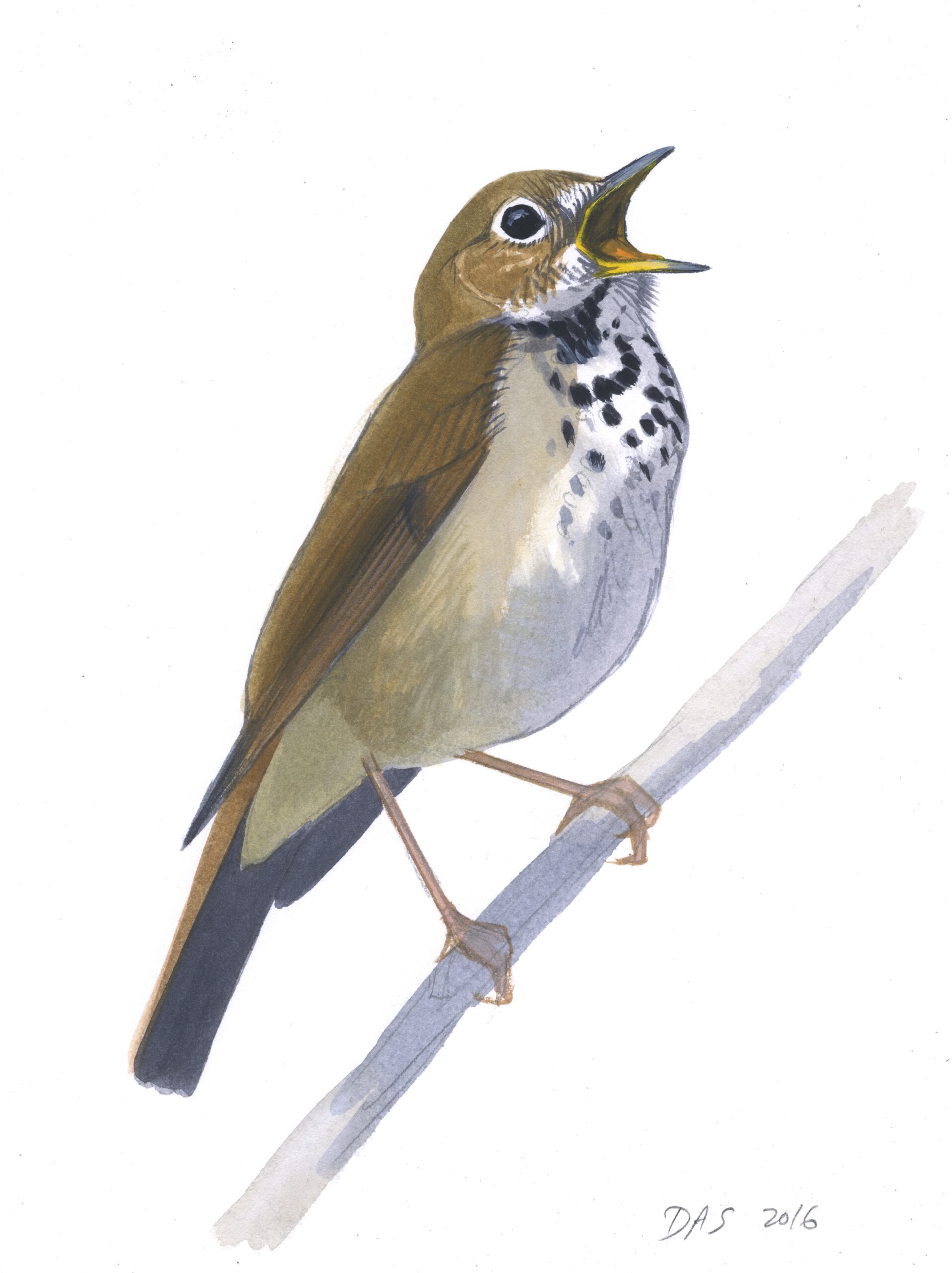 Hermit Thrush