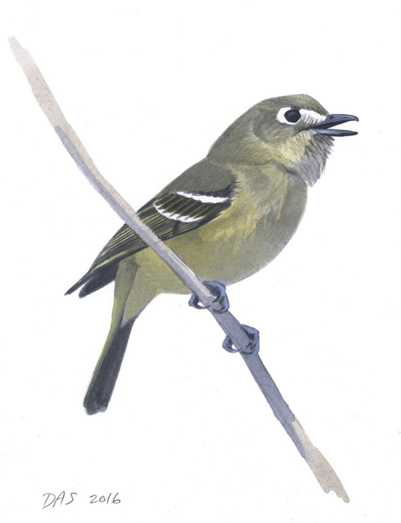 Bell’s Vireo original art – Sibley Guides