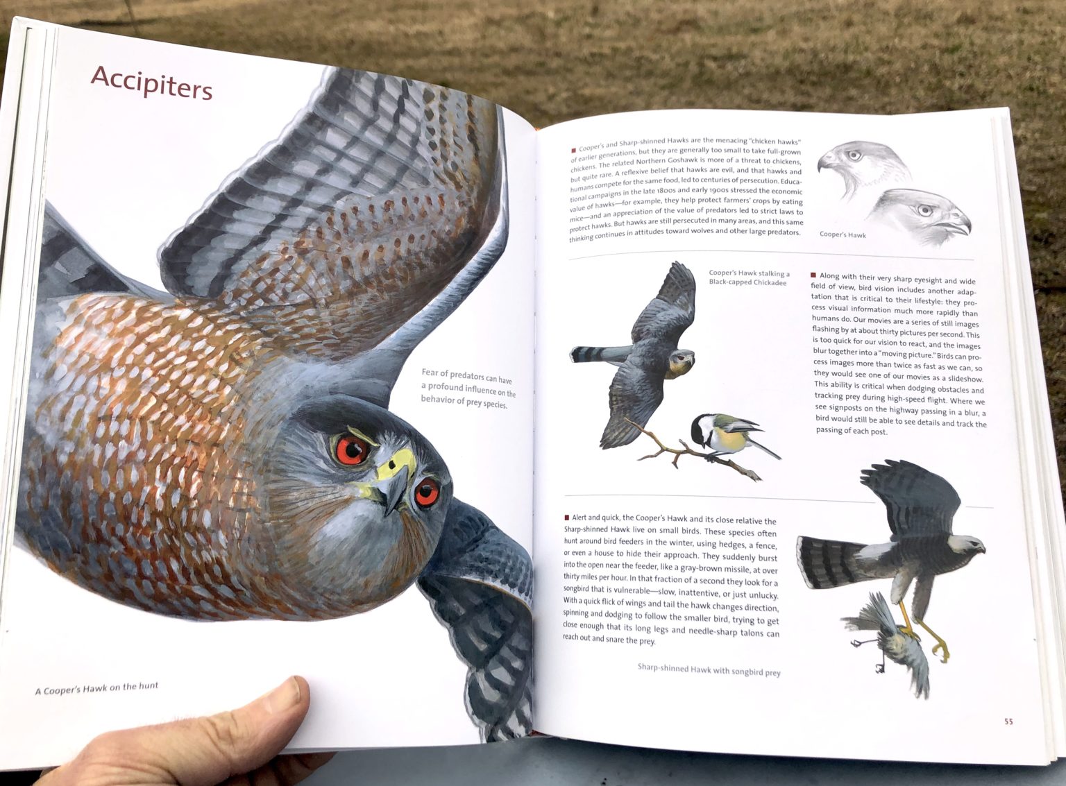 What It’s Like to Be a Bird – Sibley Guides