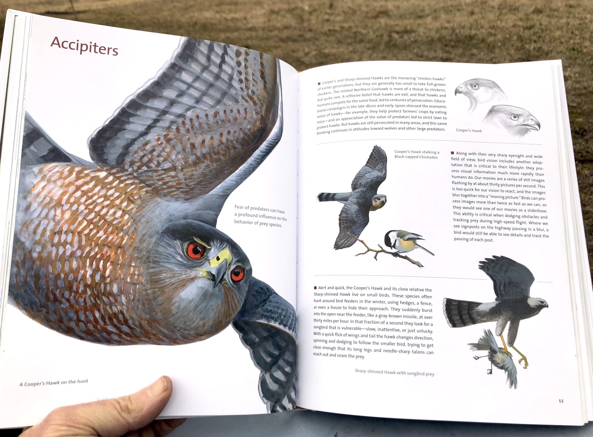 What It’s Like to Be a Bird – Sibley Guides