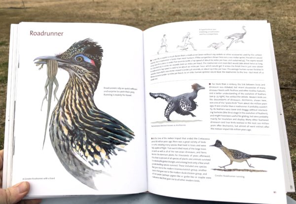 What It’s Like to Be a Bird – Sibley Guides