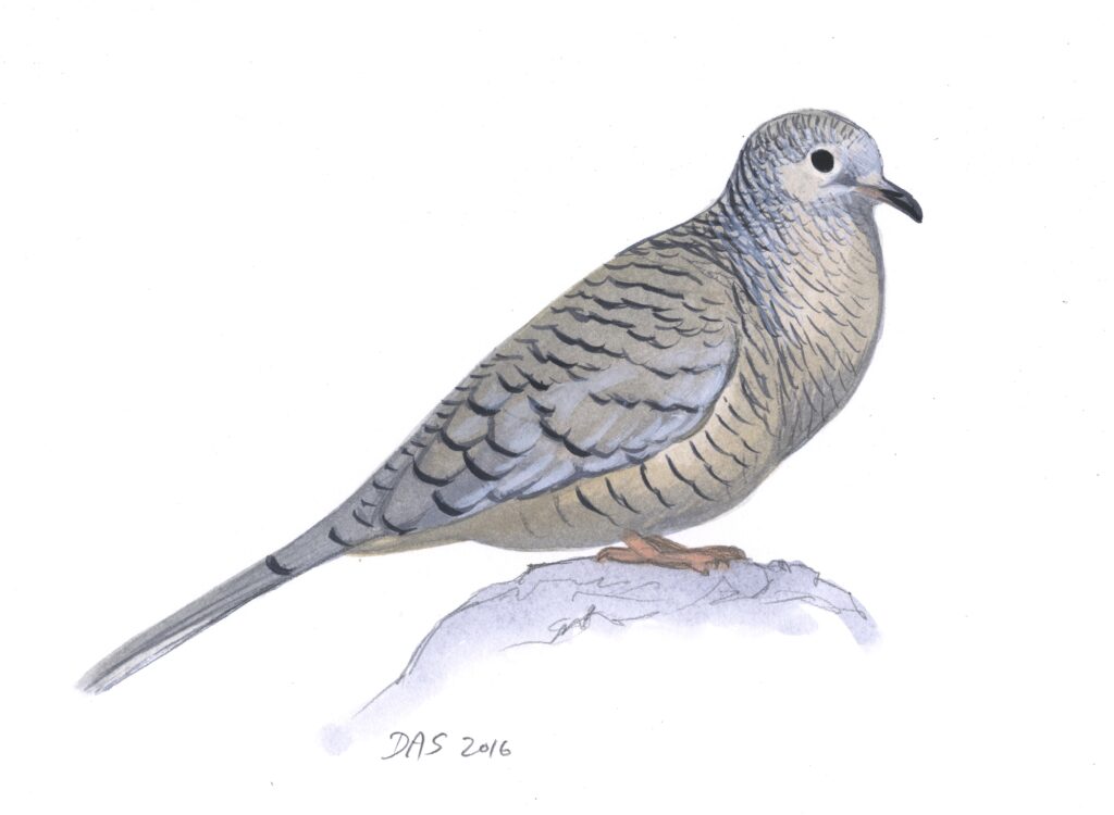 Inca Dove original art – Sibley Guides