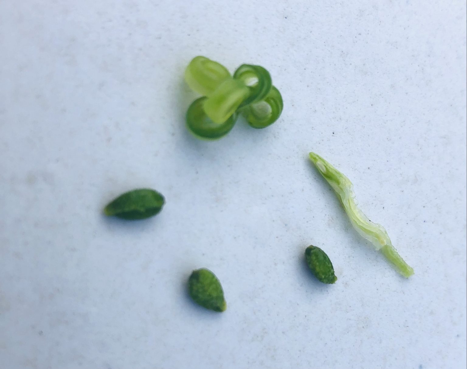 Why do Jewelweed seed pods explode? – Sibley Guides