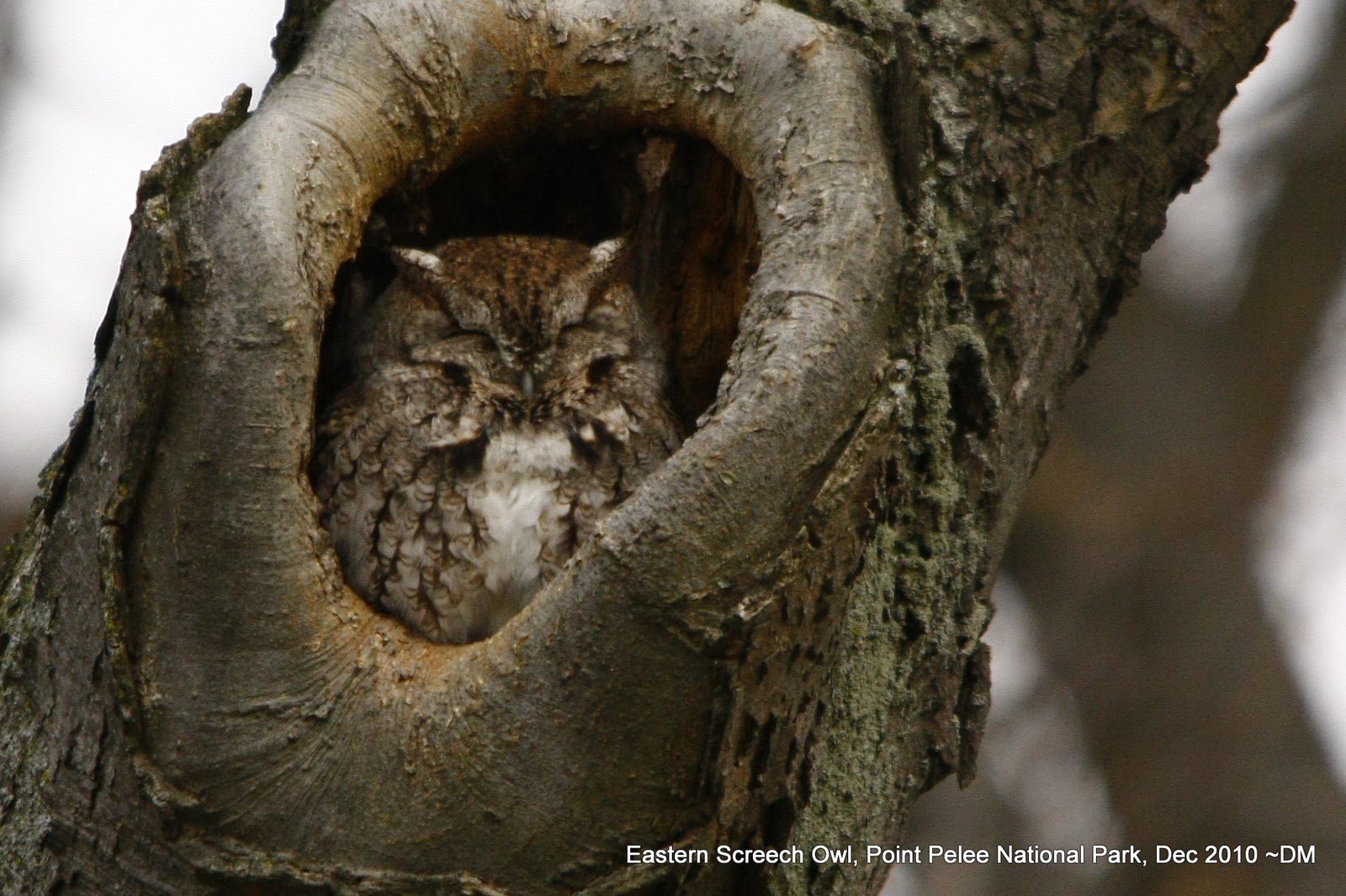 Still more examples of false faces in birds – Sibley Guides