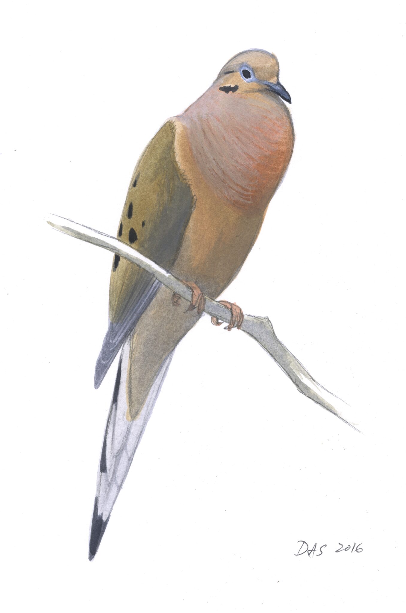 Mourning Dove original art – Sibley Guides