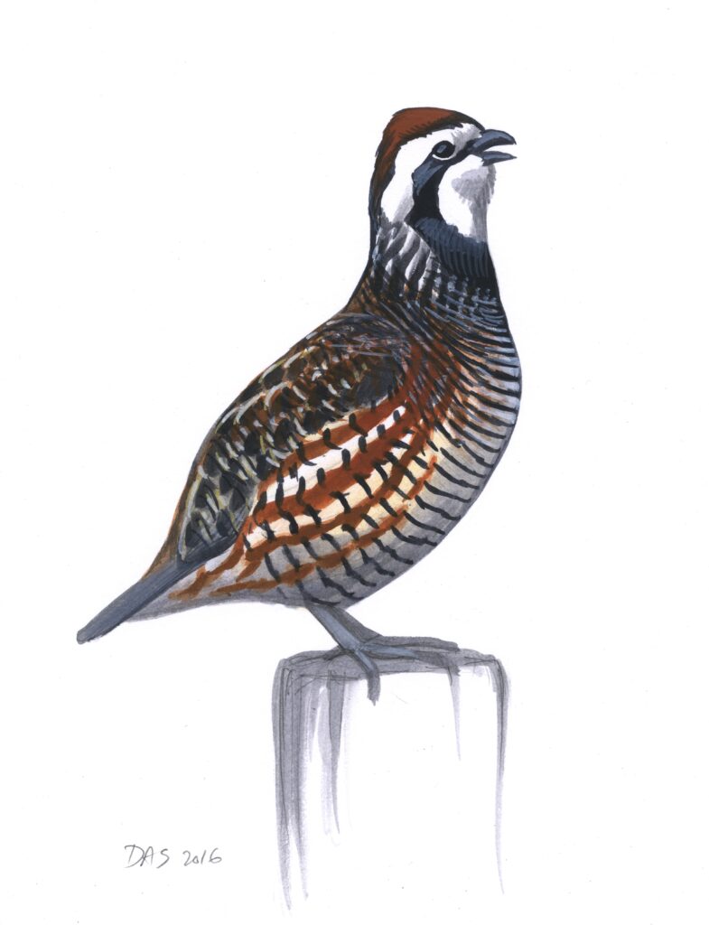 Northern Bobwhite – Sibley Guides