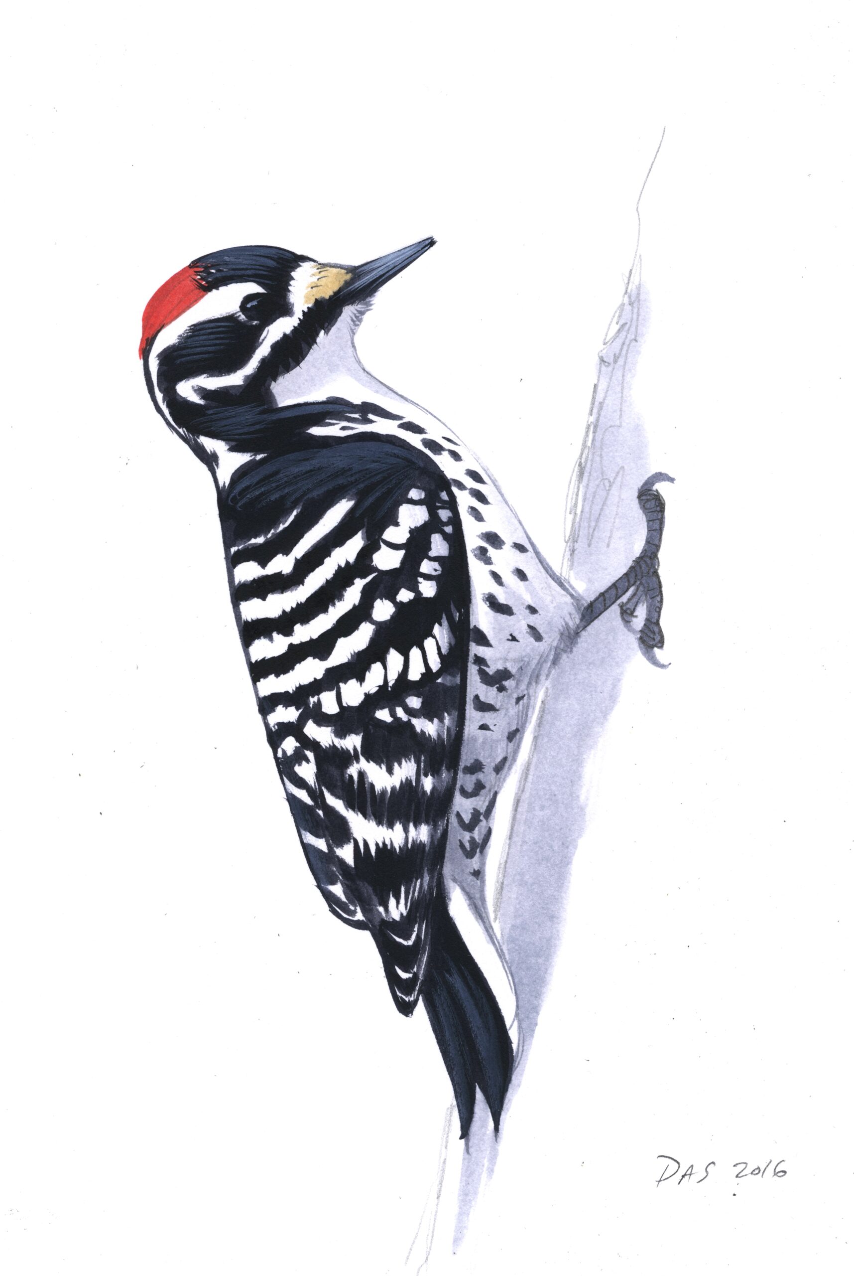 Downy Woodpecker Drawing