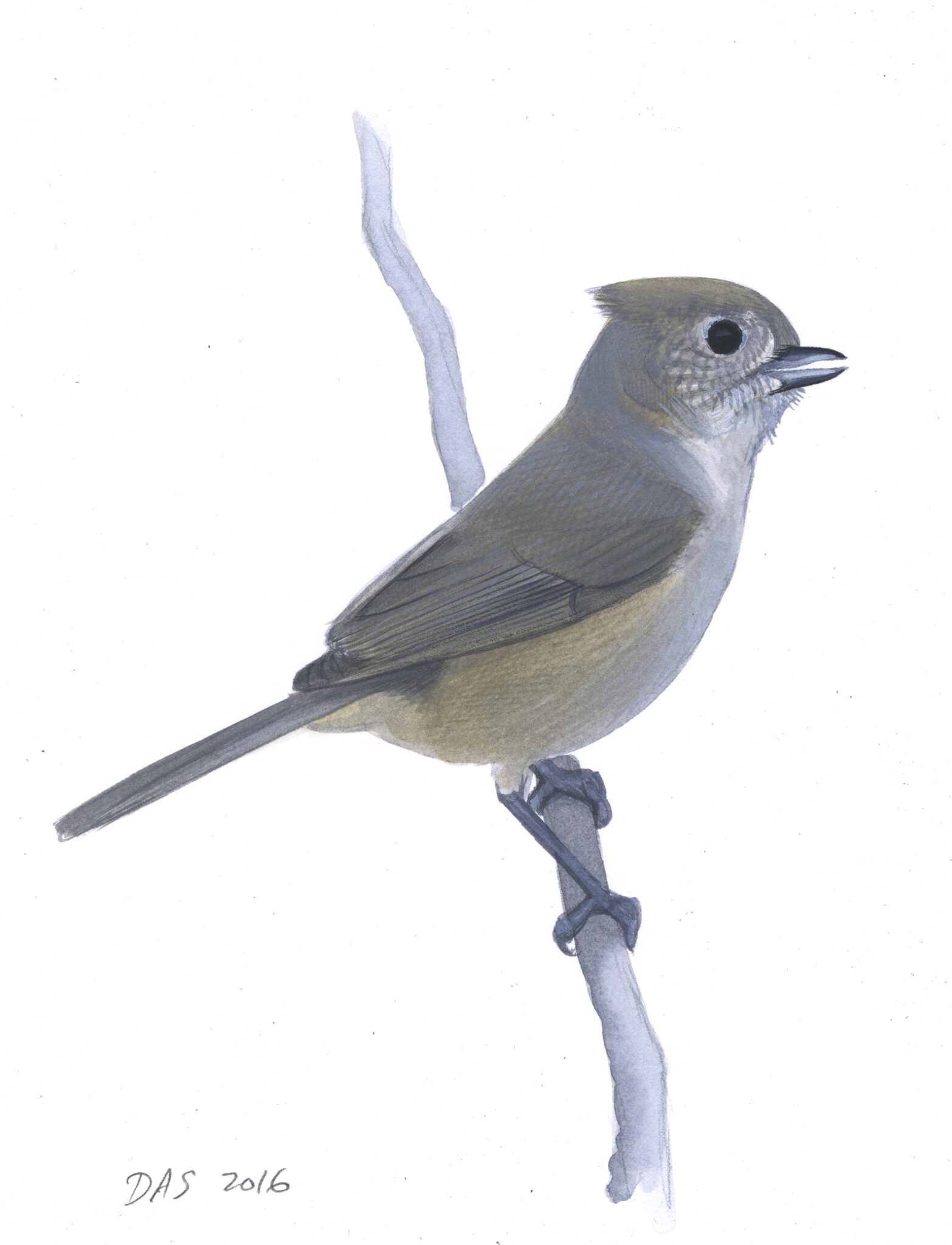 Oak Titmouse original art – Sibley Guides