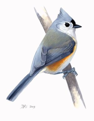 Pitch, and bird song identification – Sibley Guides